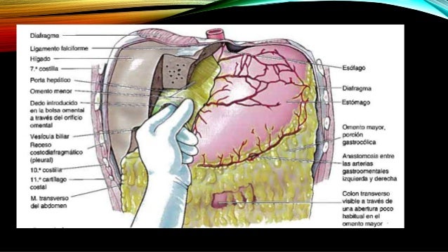 Anatomia de peritoneo