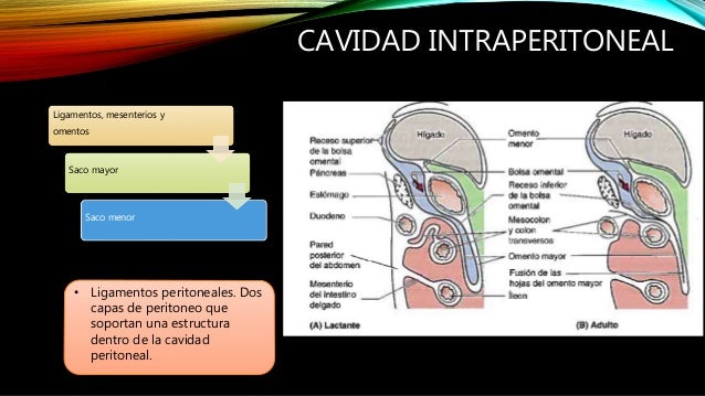 Anatomia de peritoneo