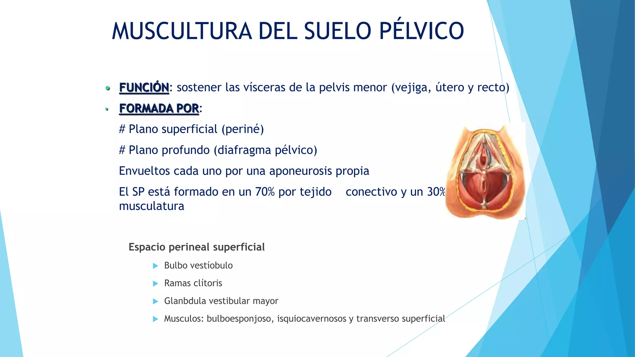 ANATOMIA DE PISO PELVICO.pptx