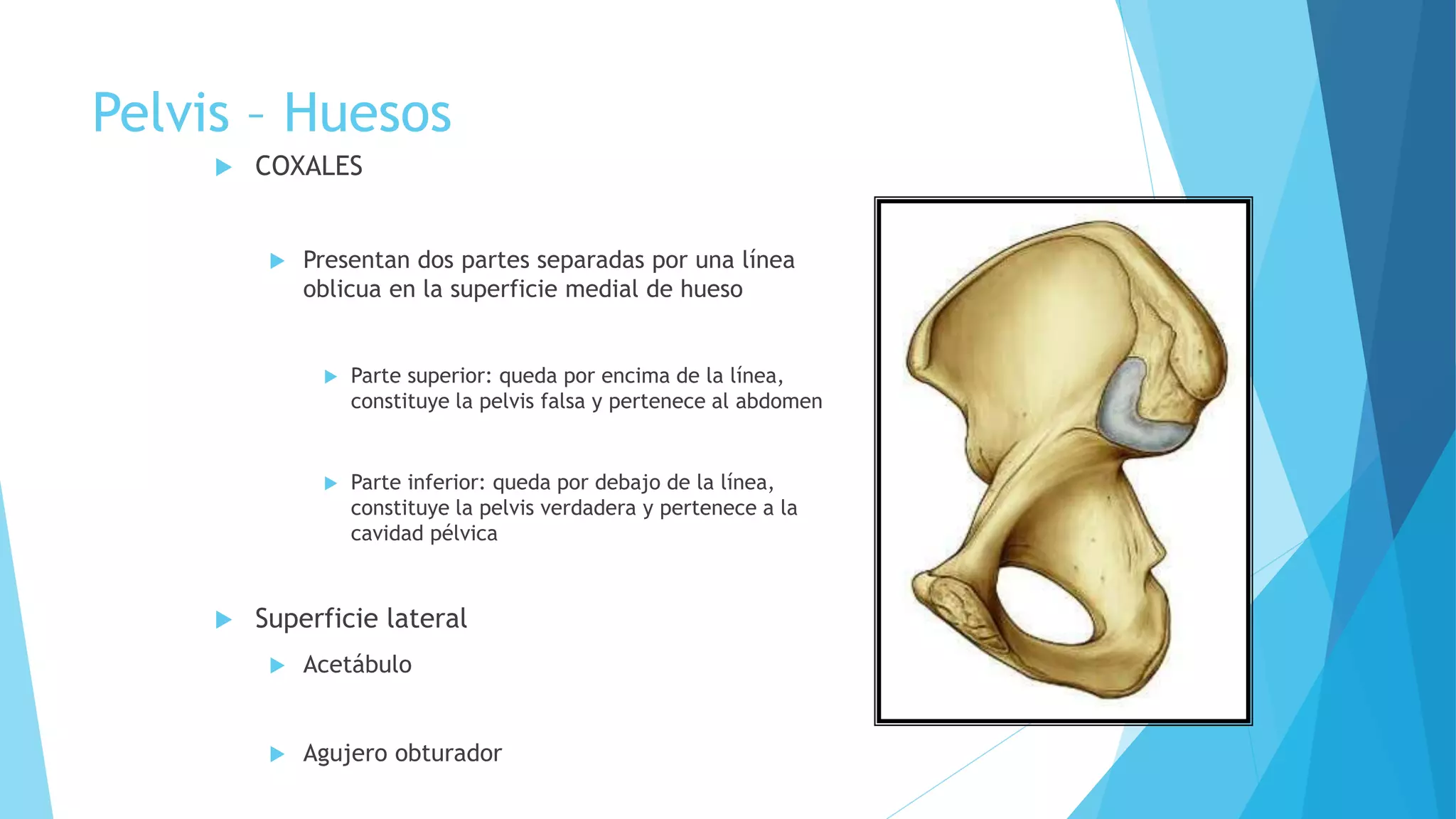 ANATOMIA DE PISO PELVICO.pptx