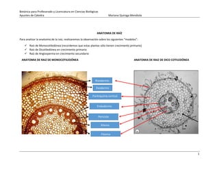 ANATOMIA DE RAIZ_comparación Mono y Dico_primario y secundario.pdf