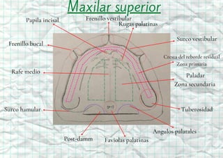 Anatomía de rebordes.pdf