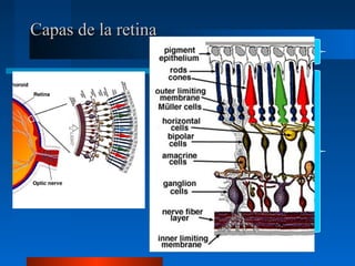 Anatomia de retina | PPT