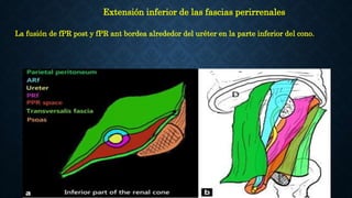 ANATOMIA DE RETROPERITONEO GASTROENTEROLOGIA | PPTX