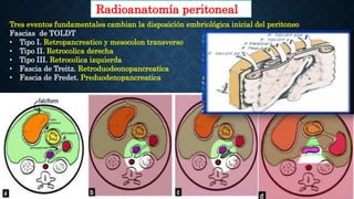 ANATOMIA DE RETROPERITONEO GASTROENTEROLOGIA | PPTX
