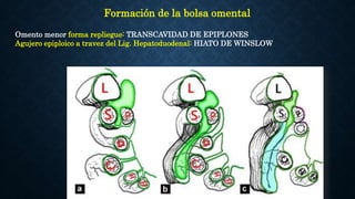 ANATOMIA DE RETROPERITONEO GASTROENTEROLOGIA | PPTX
