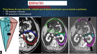 ANATOMIA DE RETROPERITONEO GASTROENTEROLOGIA | PPTX