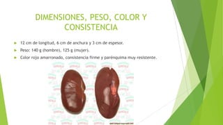 Anatomia De Riñon Pptx
