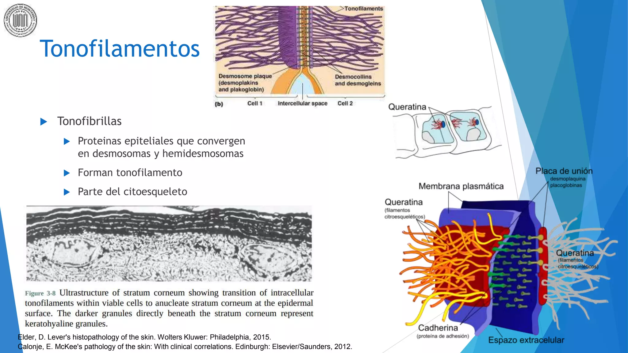 anatomia dermatopatologia