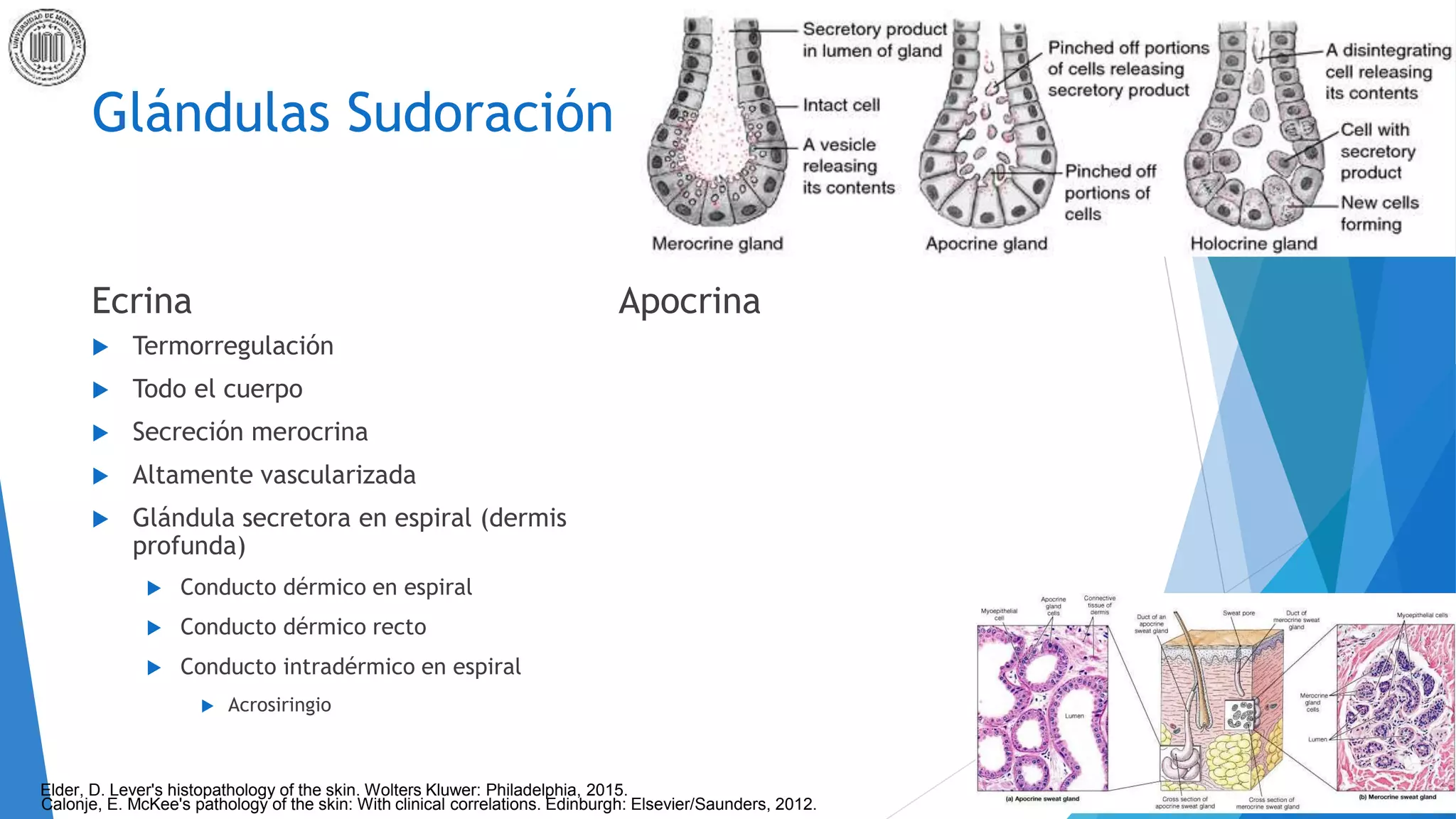 anatomia dermatopatologia | PPTX