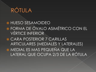 Anatomia de rodilla | PPTX