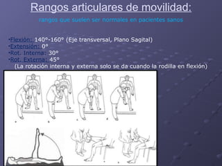 anatomia de rodilla, DESCRIPCION, RECURSOS | PPTX