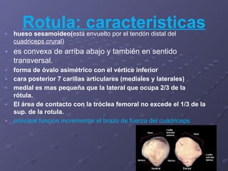 anatomia de rodilla, DESCRIPCION, RECURSOS | PPTX