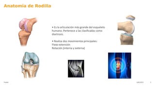 Anatomia de Rodilla presentación en donde | PDF