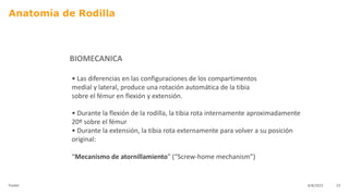Anatomia de Rodilla presentación en donde | PDF