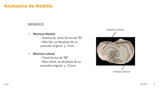 Anatomia de Rodilla presentación en donde | PDF