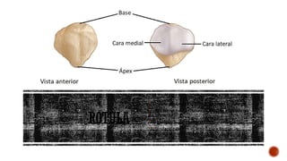 ANATOMIA DE RODILLA reparos anatomicos .pptx