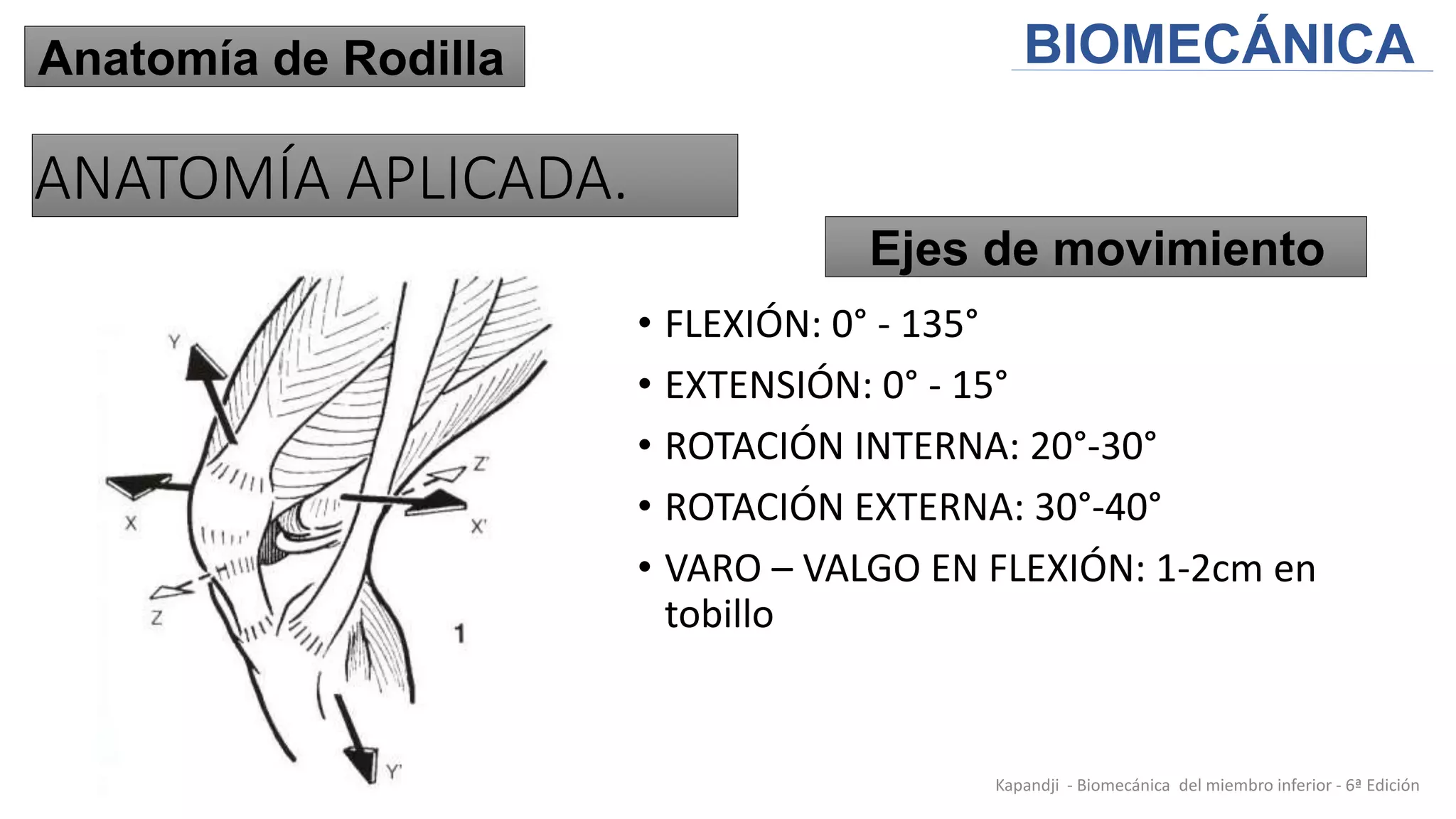Anatomia de Rodilla ppt | PPT