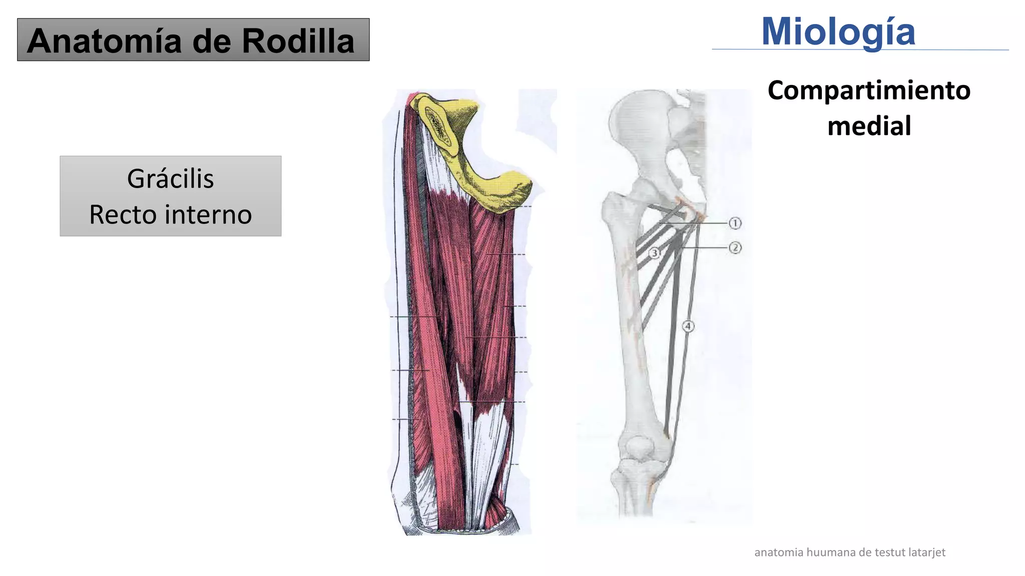 Anatomia de Rodilla ppt | PPT