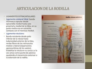 anatomia de rodilla complementar.pptx