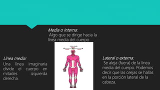 Anatomía descriptiva y terminología anatómica | PPTX