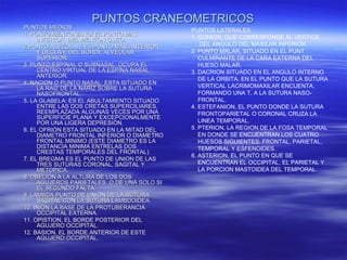 Anatomia descriptiva de los huesos del craneo | PPT
