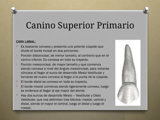 Anatomía Descriptiva Dentición Primaria.pptx