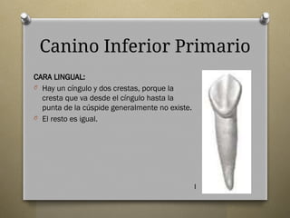 Anatomía Descriptiva Dentición Primaria.pptx