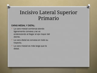 Anatomía Descriptiva Dentición Primaria.pptx