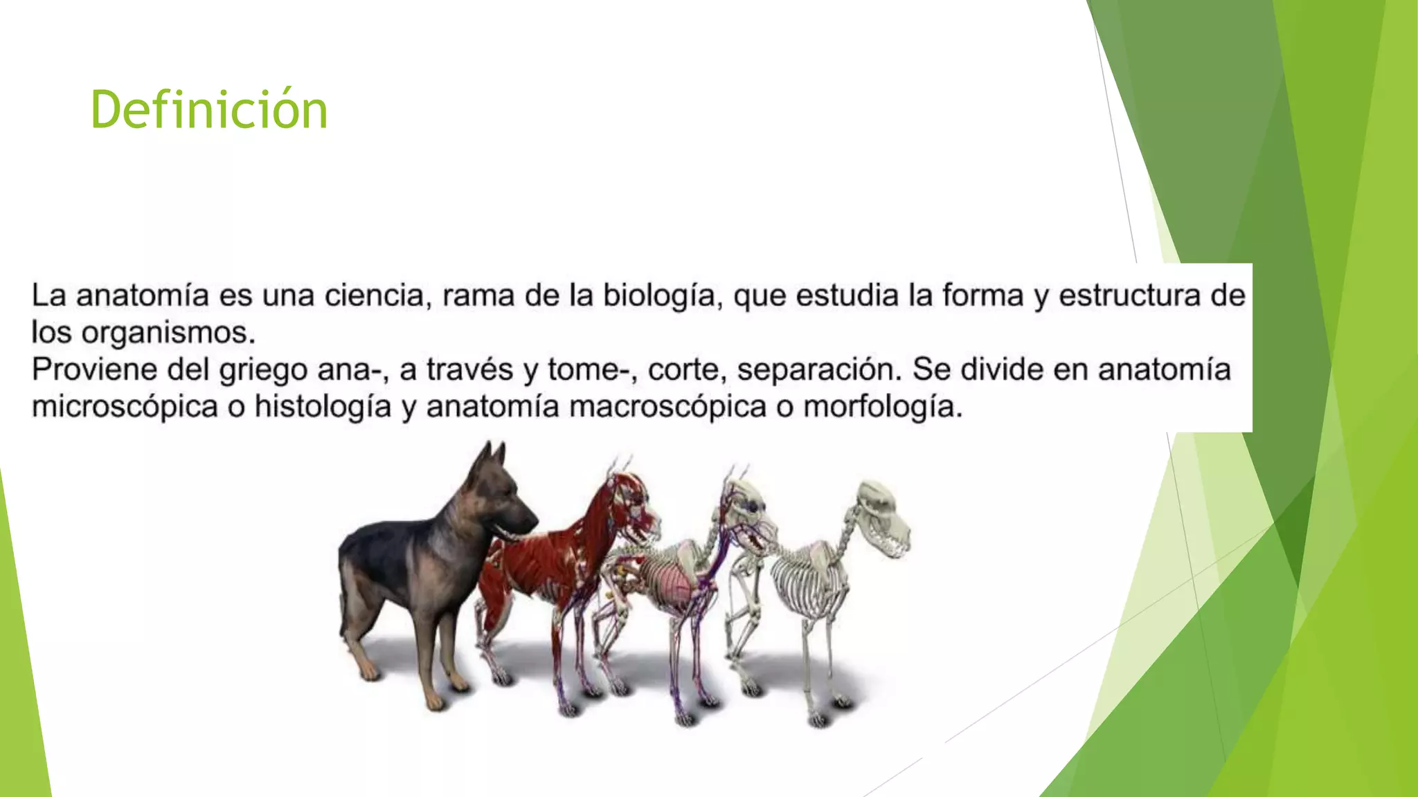 ANATOMIA DESCRIPTIVA DE PEQUEÑOS ANIMALES.pptx