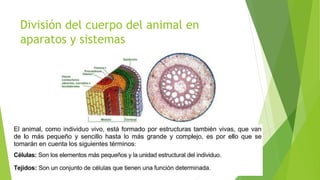 ANATOMIA DESCRIPTIVA DE PEQUEÑOS ANIMALES.pptx