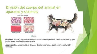 ANATOMIA DESCRIPTIVA DE PEQUEÑOS ANIMALES.pptx