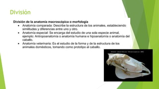 ANATOMIA DESCRIPTIVA DE PEQUEÑOS ANIMALES.pptx