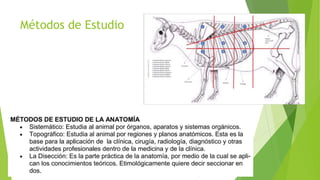 ANATOMIA DESCRIPTIVA DE PEQUEÑOS ANIMALES.pptx