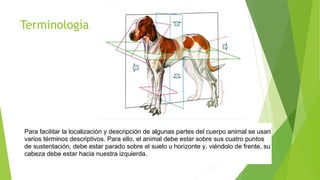 ANATOMIA DESCRIPTIVA DE PEQUEÑOS ANIMALES.pptx