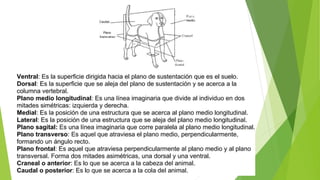 ANATOMIA DESCRIPTIVA DE PEQUEÑOS ANIMALES.pptx