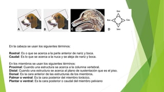ANATOMIA DESCRIPTIVA DE PEQUEÑOS ANIMALES.pptx
