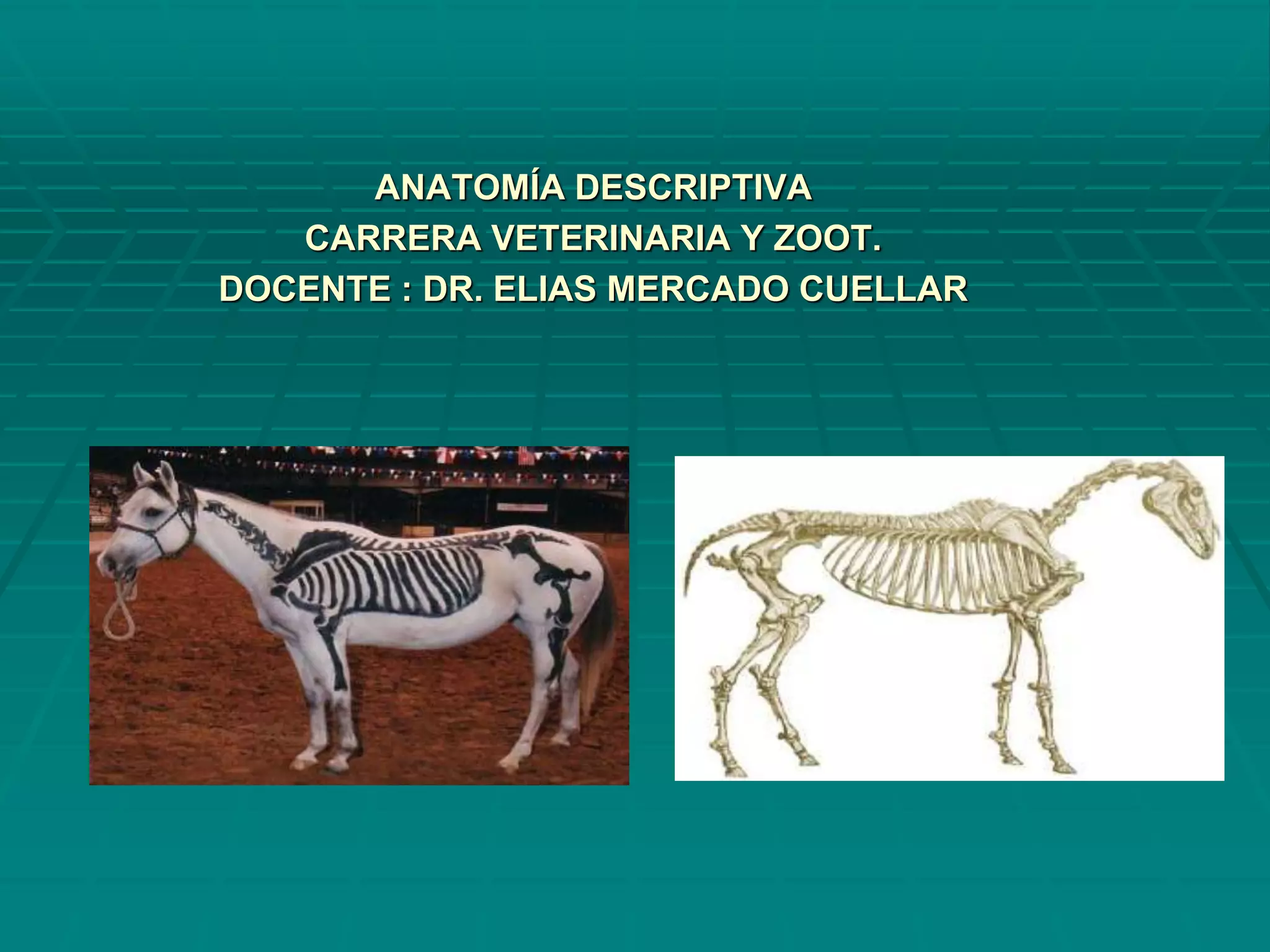 Anatomia descriptiva unidad i | PPSX