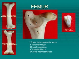 Anatomia descriptiva unidad i | PPT