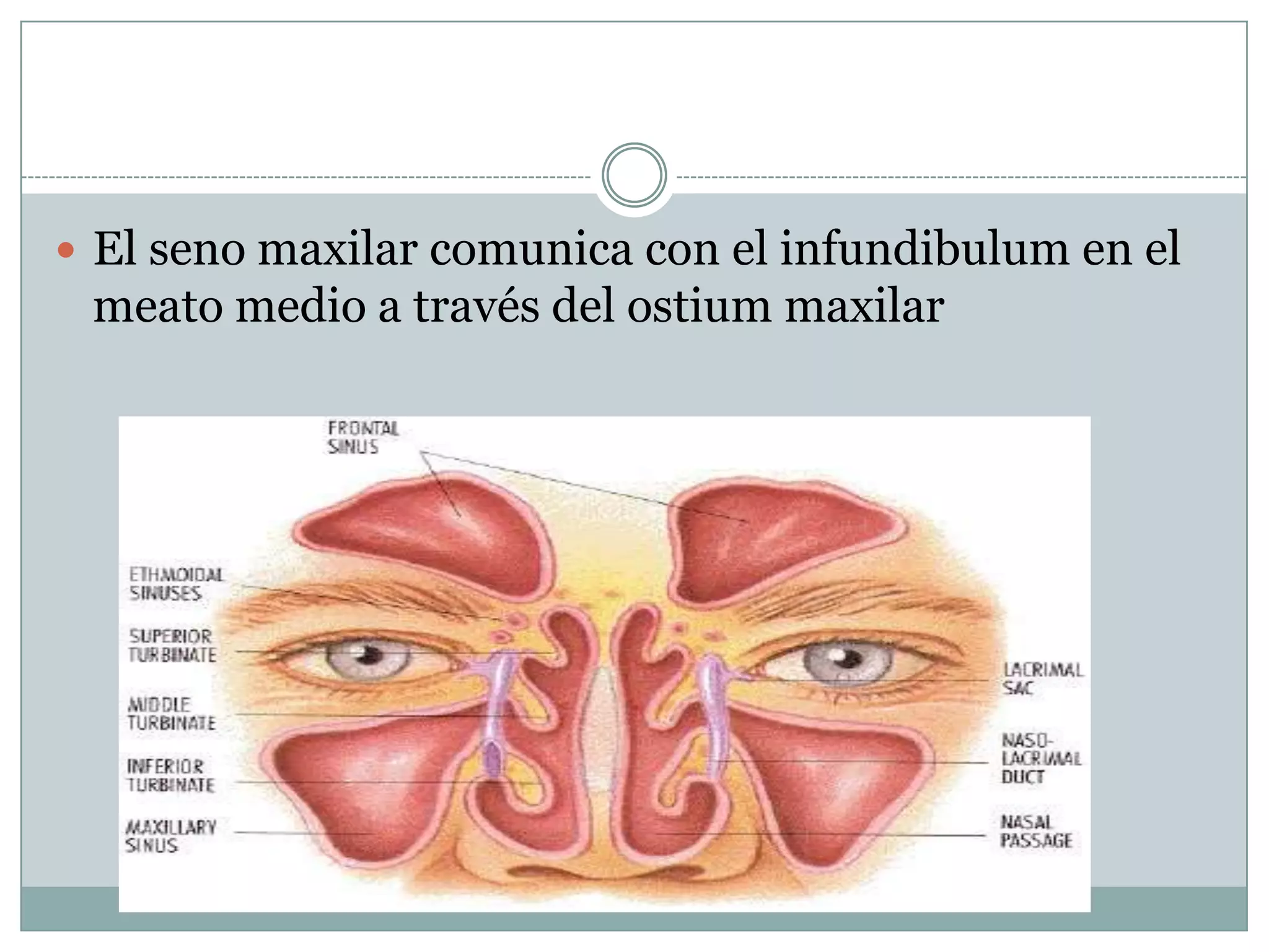 Anatomia de senos paranasales | PPTX