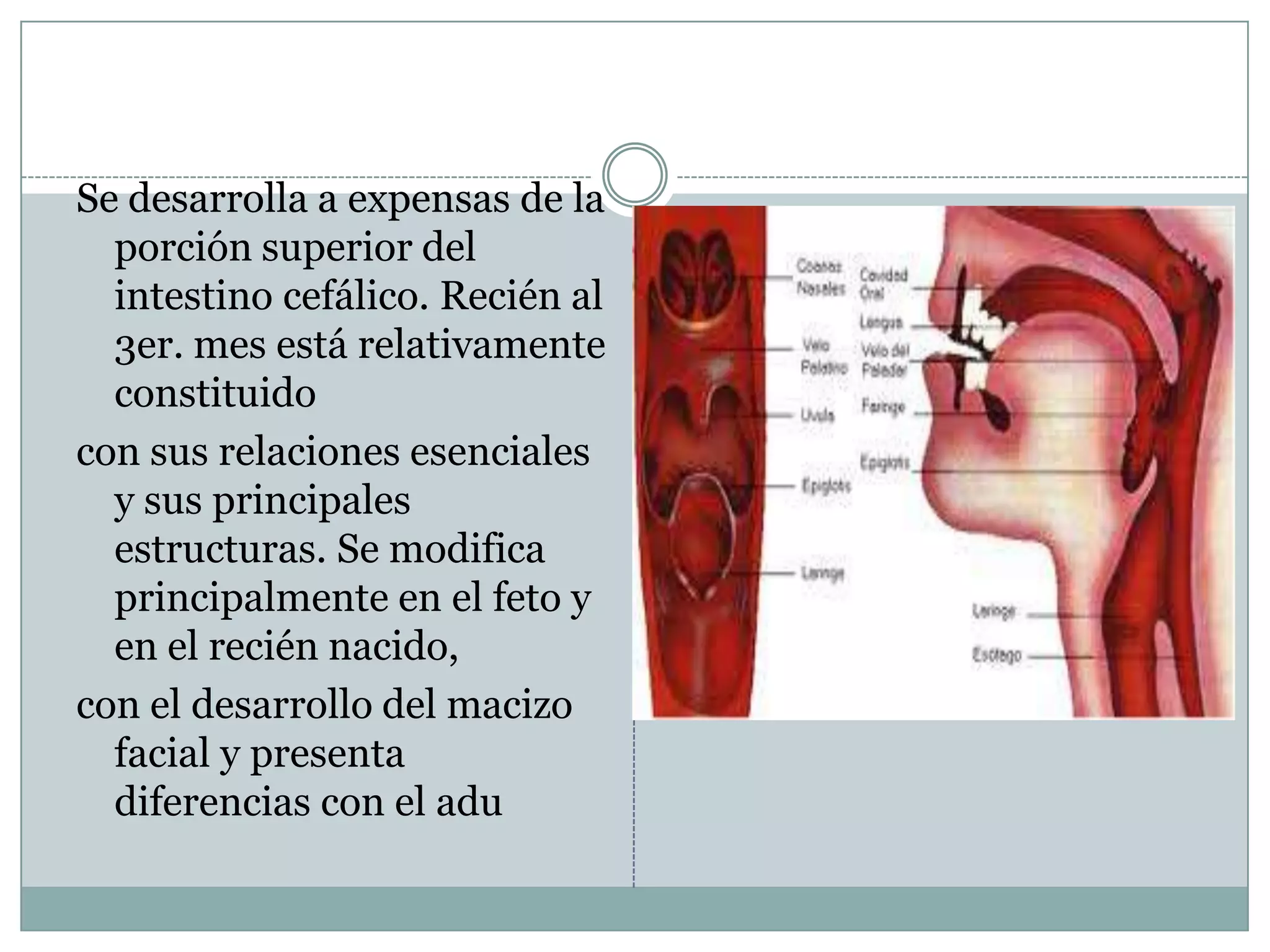 Anatomia de senos paranasales | PPTX