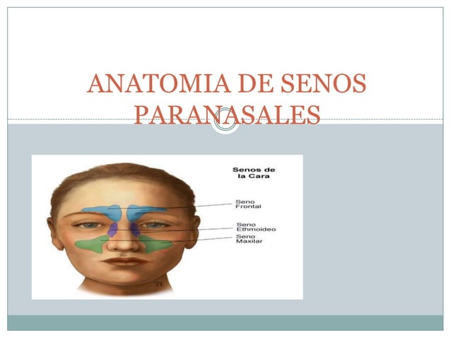 Anatomia de senos paranasales | PPTX