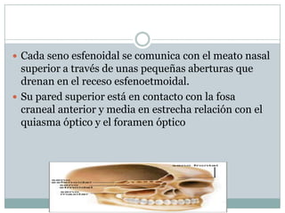 Anatomía Del Seno Etmoidal