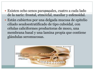 Anatomia Del Seno Etmoidale