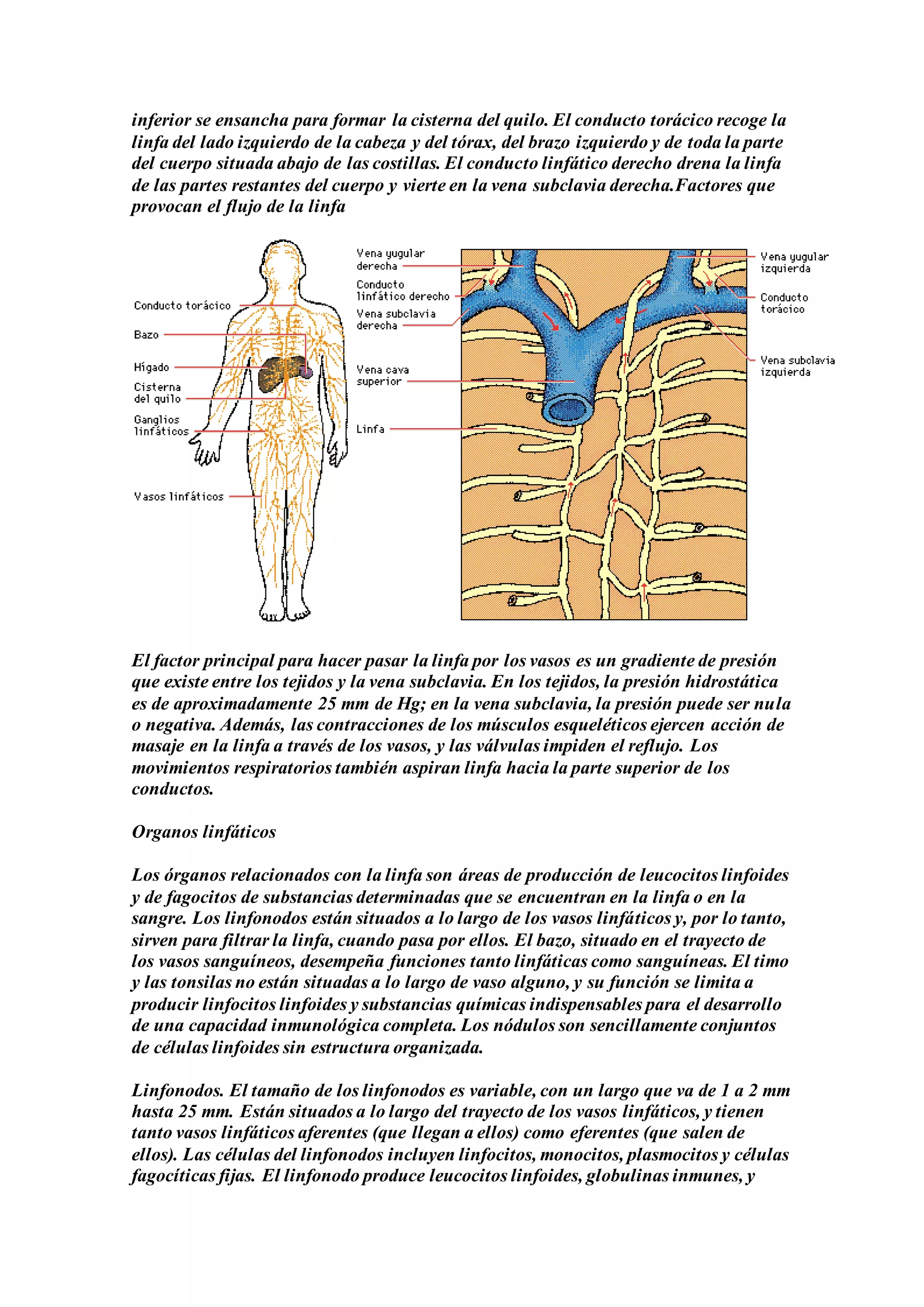 Anatomia de sistema linfatico | DOC
