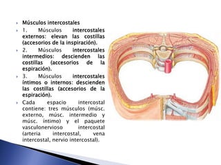 Anatomia de sistema respiratorio | PPTX