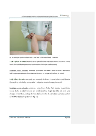 Anatomia de superfície e palpatória do braço e cotovelo | PDF