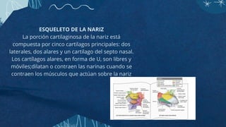 Anatomía de superficie y clínica.pdf.pdf