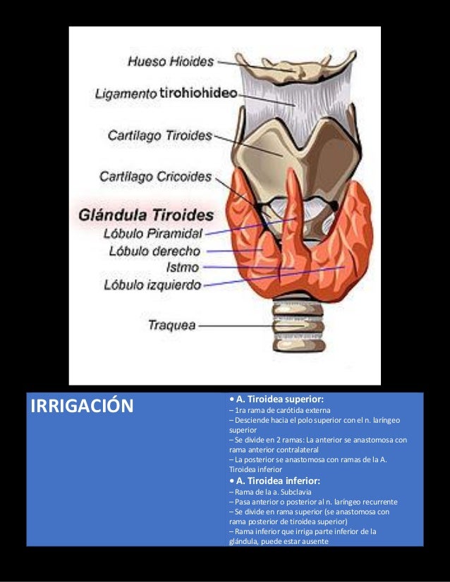 Anatomia de tiroides y hormonas tiroideas