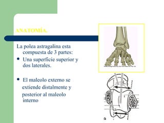 Anatomia de tobillo | PPT
